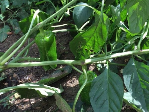 Grow a Salsa Garden Can Salsa for Winter - Flour On My Face