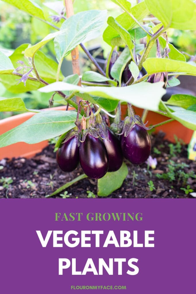 7 Fastest Growing Vegetables - Flour On My Face