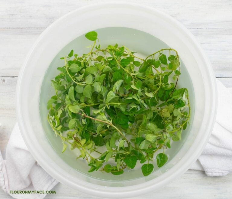 How to Dehydrate Oregano - Flour On My Face