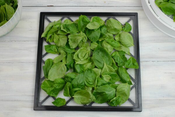 How to Dehydrate Basil - Flour On My Face